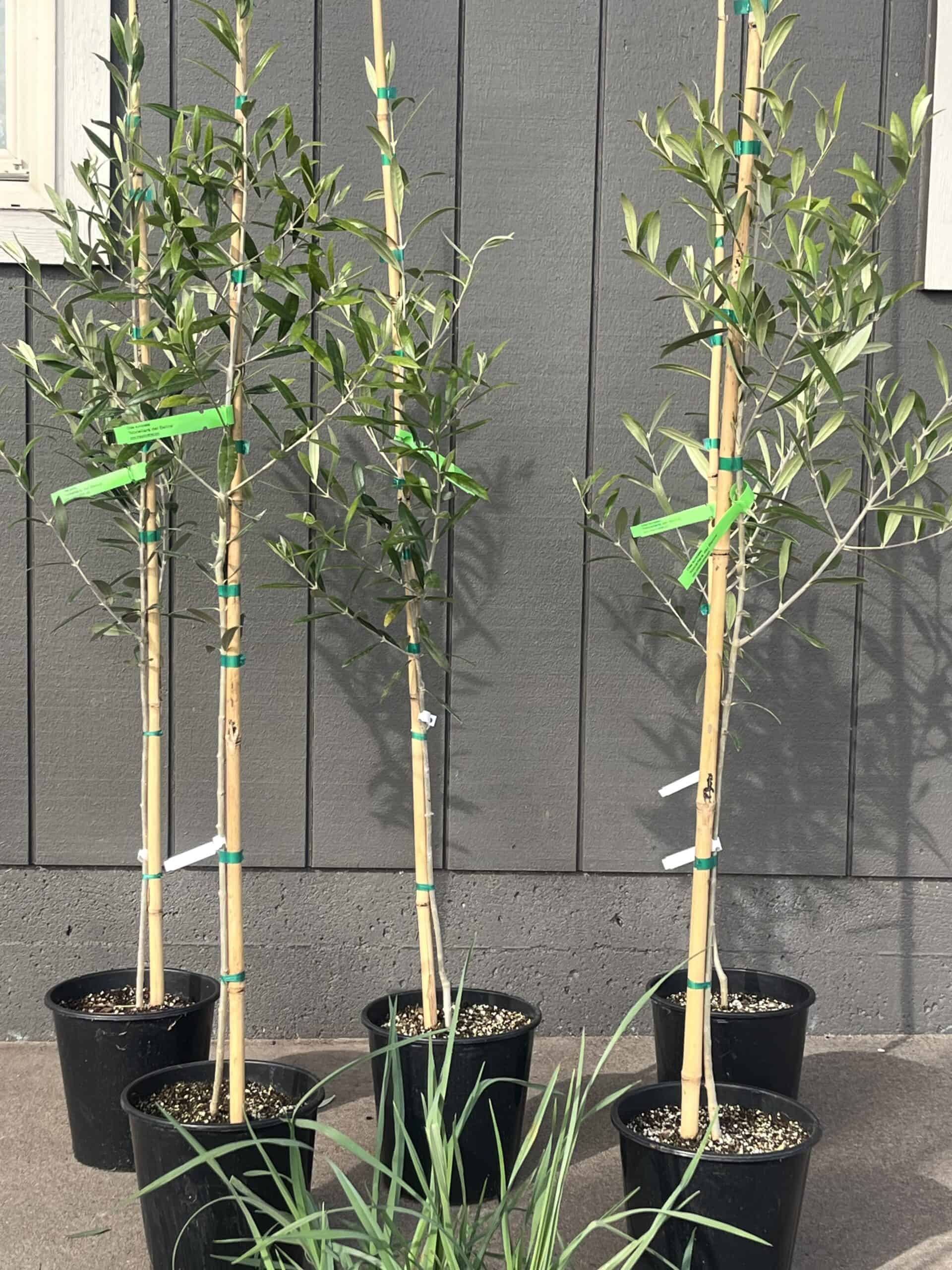 Oregon Olive Trees – Premium Varieties for Northwest Olive Production