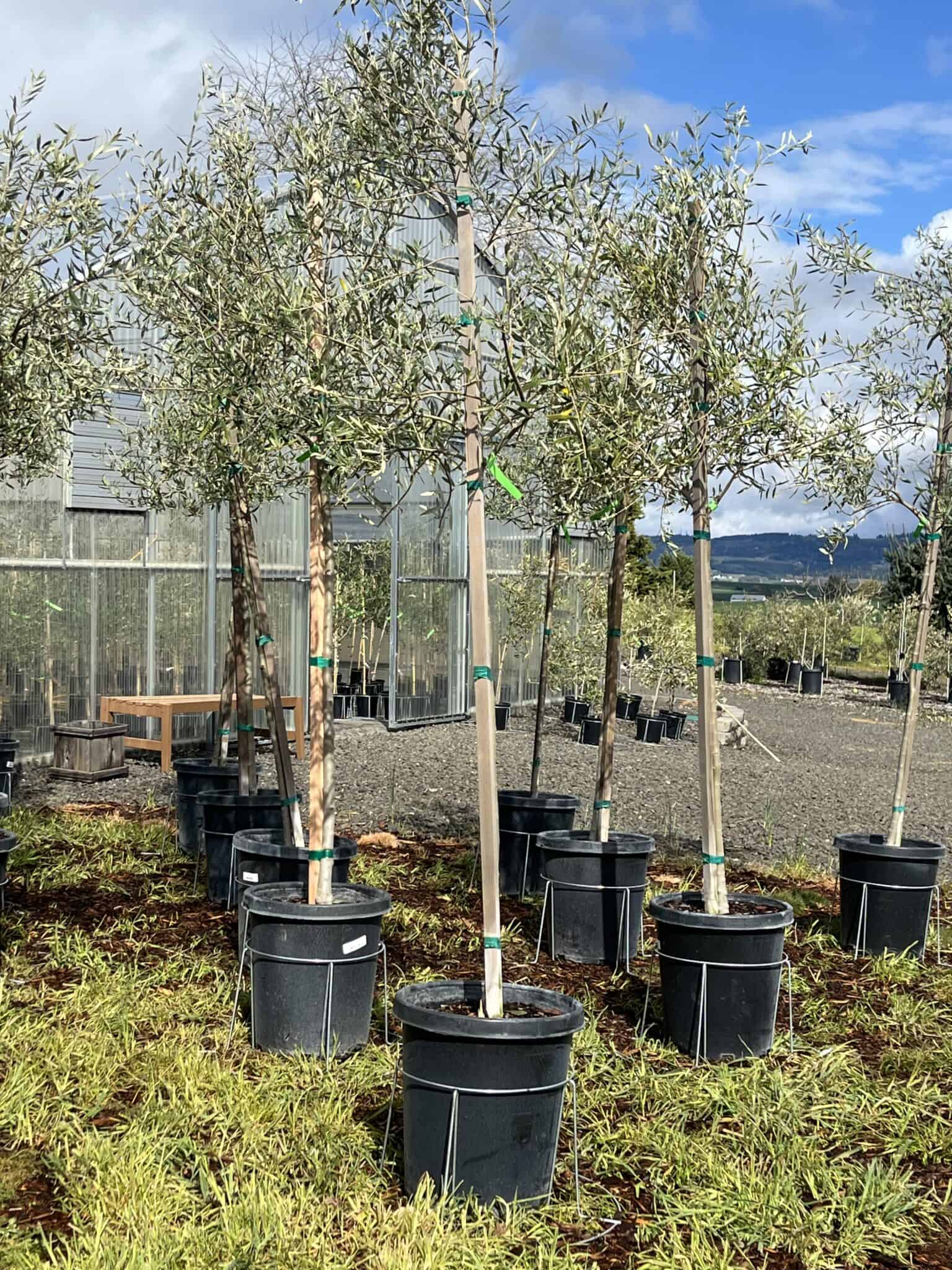 Oregon Olive Trees – Premium Varieties for Northwest Olive Production